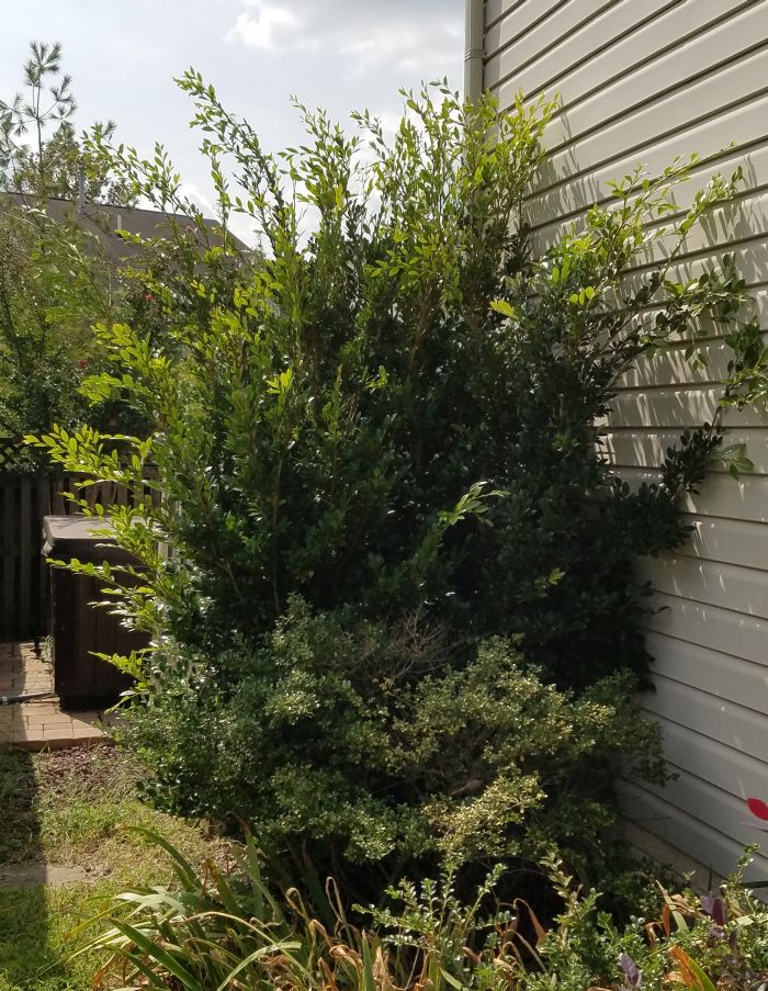 Future Plants by Randy Stewart: Isu Tree