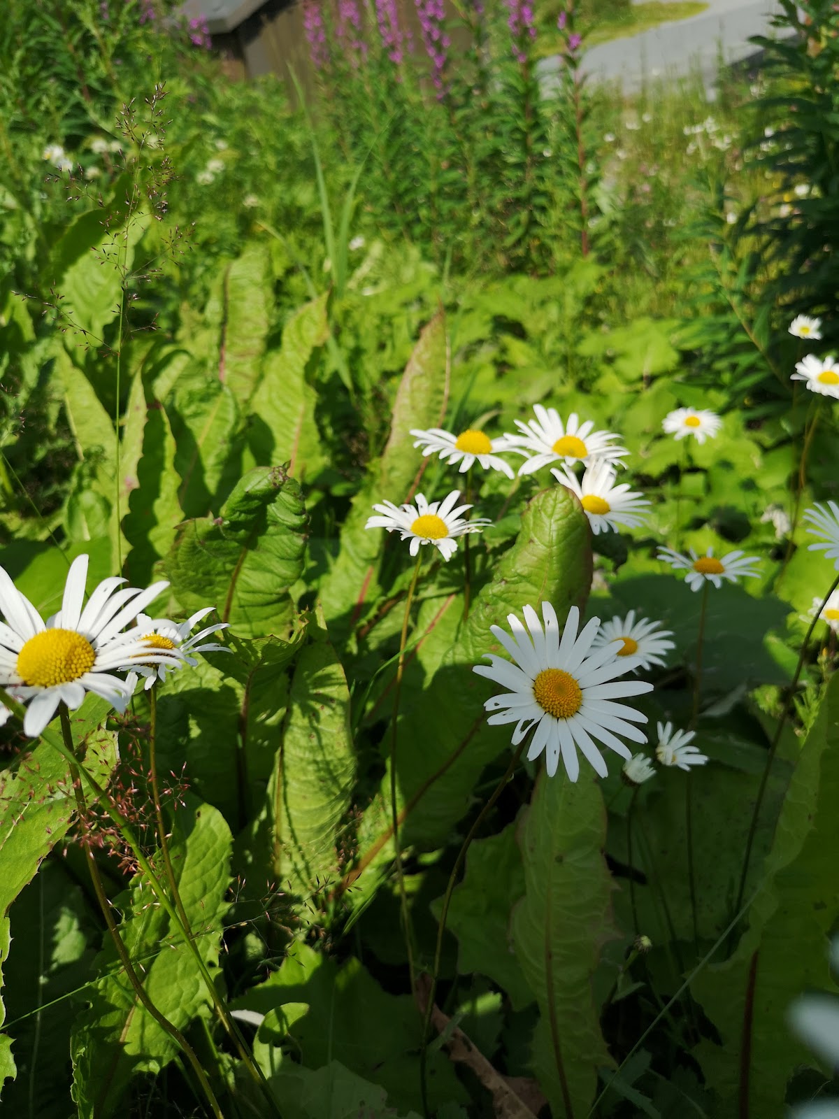 AnnetteK.strikker blogg: Blomsterprakt