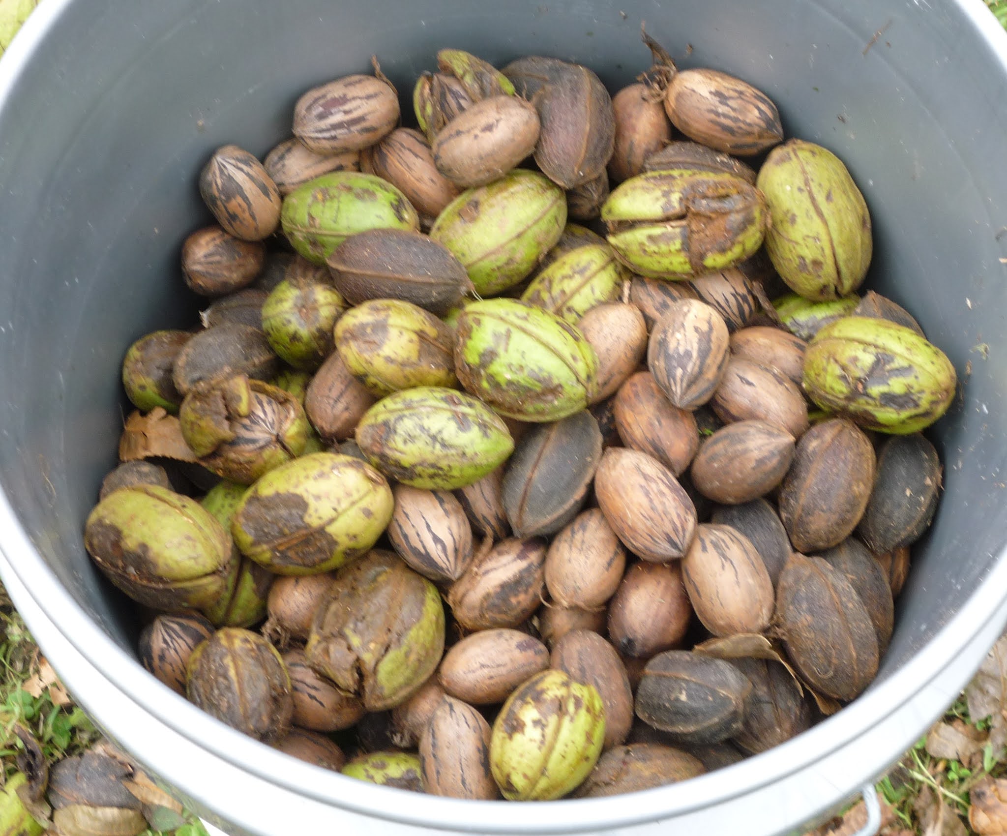 Mai Thai Wanderings: Picking pecans in the fall