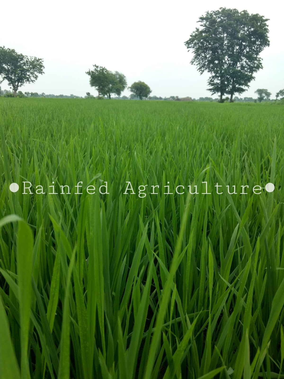 Rainfed Agriculture and Its types, problems & prospects of rainfed ...
