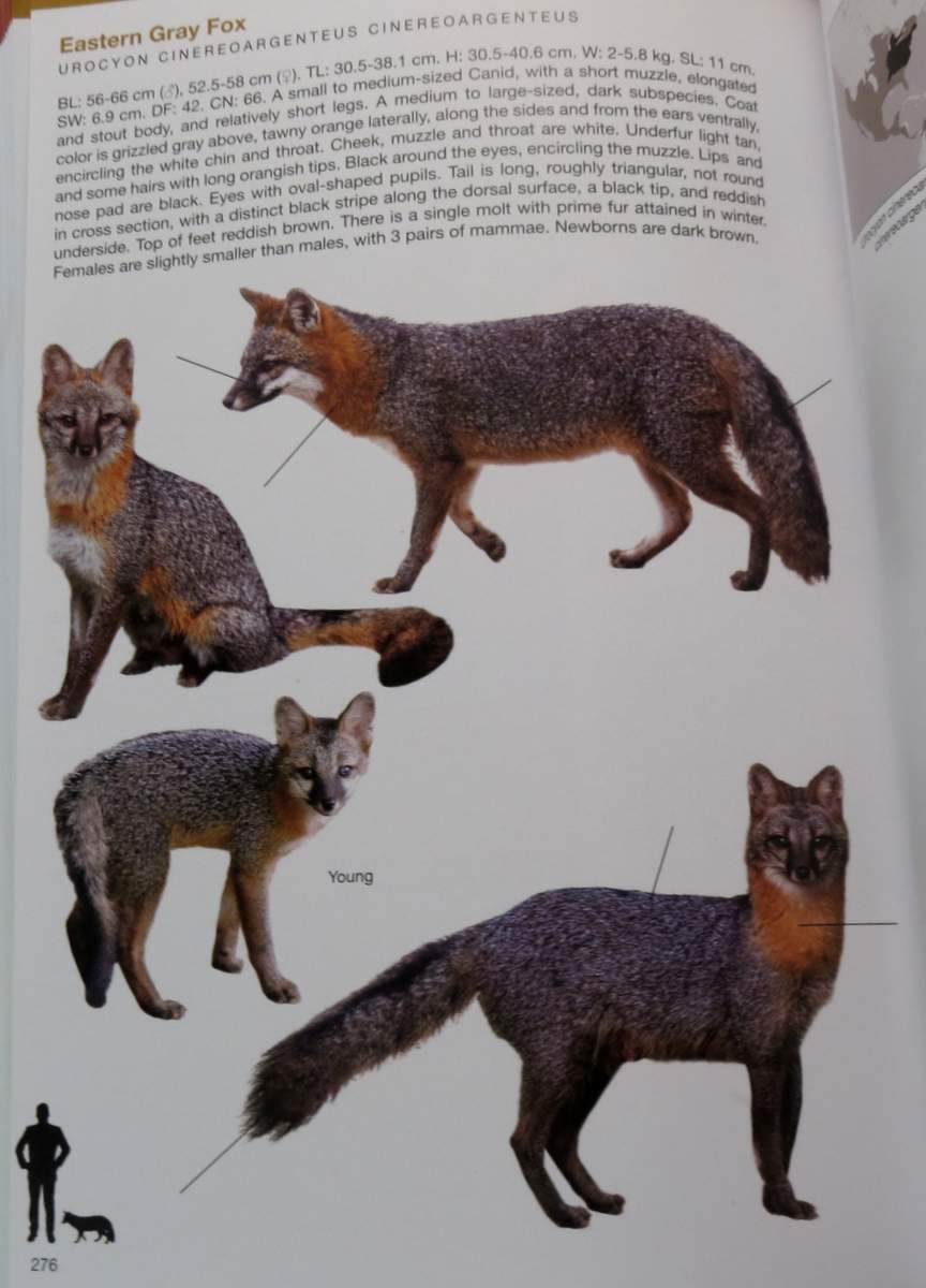 Book Review - Canids of the World, Princeton Field Guides - Travels ...