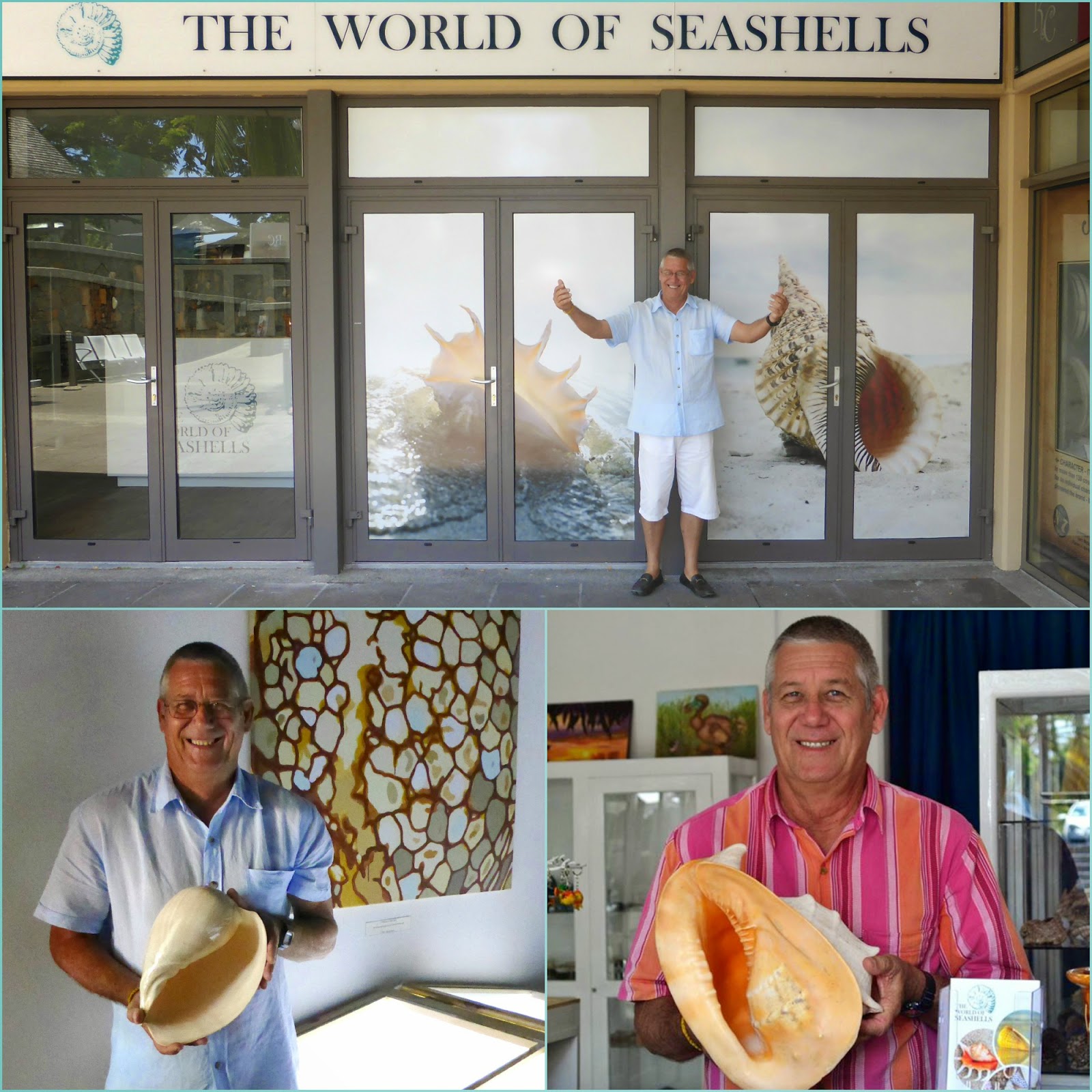 My Sweet Mauritius: THE WORLD OF SEASHELLS