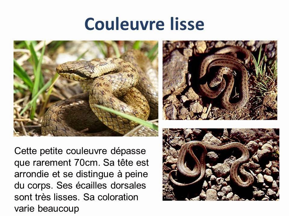 Faune Flore d'Ul: Reconnaître les serpents de France