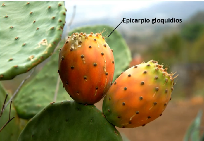 BLOG PARA MAESTROS Y ESTUDIANTES: Partes de la Planta: EL FRUTO