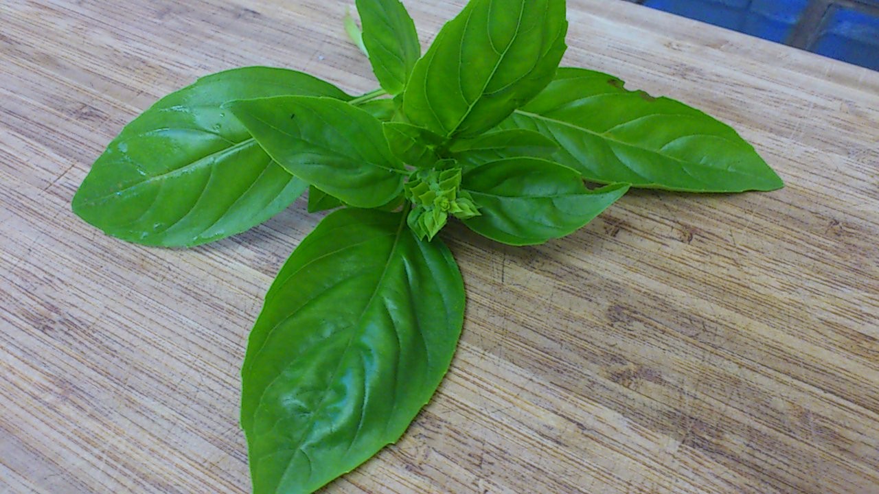 Vineyard Paul: Basil - Tear or Chop