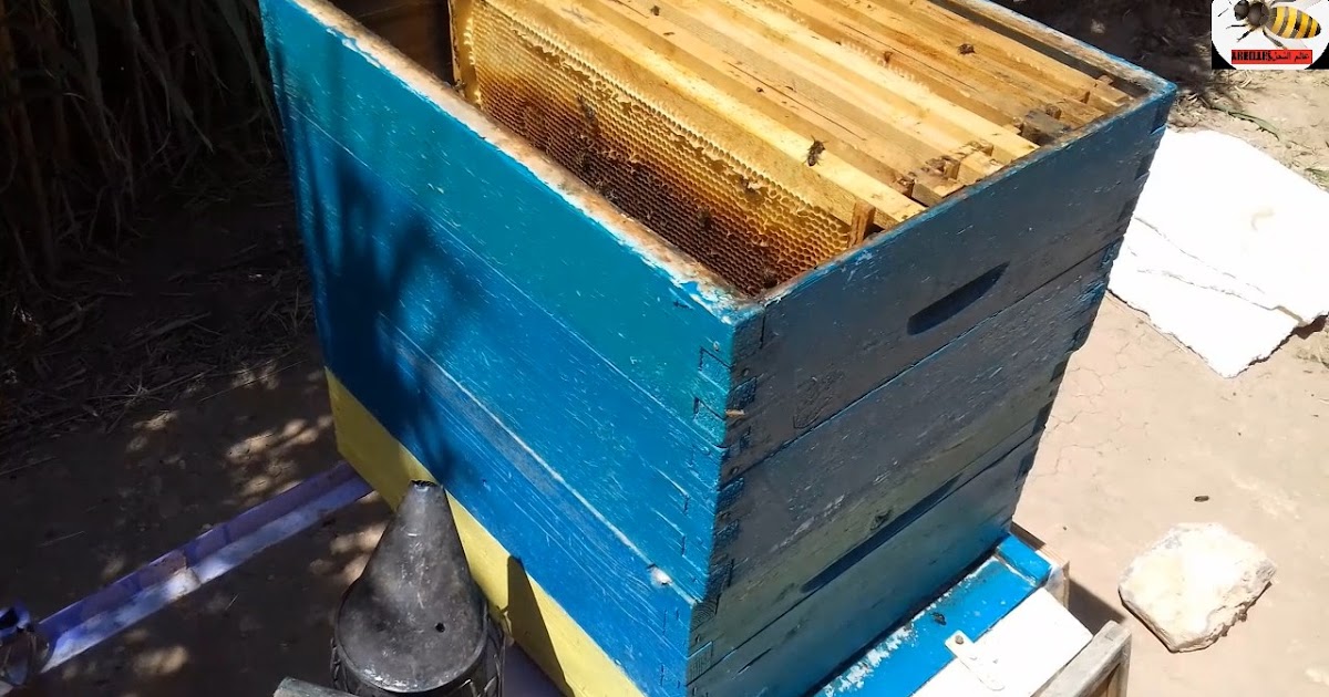 تطبيق طريقة ديماري لمنع التطريد و الاكثار من العسل/Demaree method In bee...