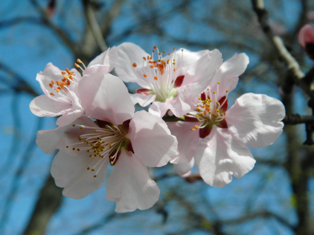 LA MULTI ANI, ROMANIA!: Flori de migdal