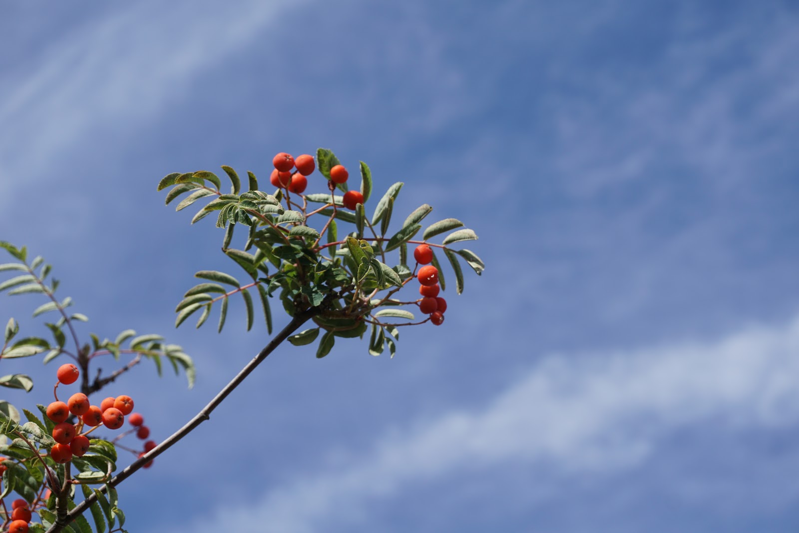 Plantas de Huerta Otea, Salamanca: Serbal silvestre, de los cazadores ...