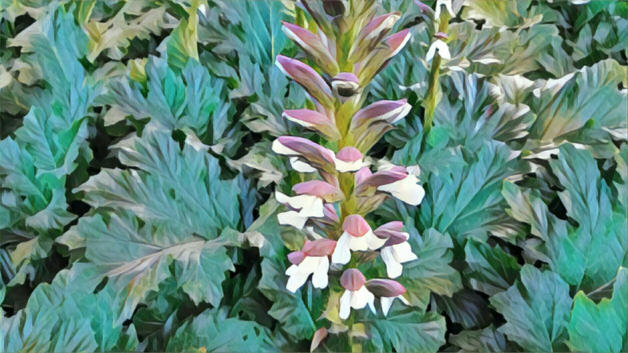 Planta de Acanto | Acanthus Mollis L.