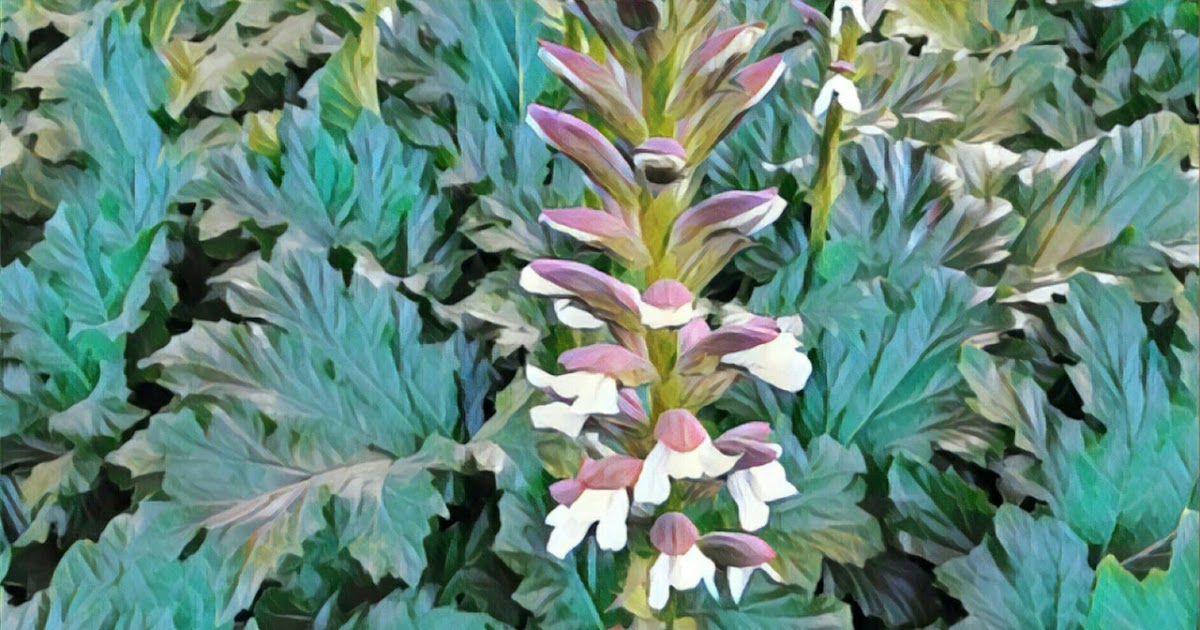 Planta de Acanto | Acanthus Mollis L.
