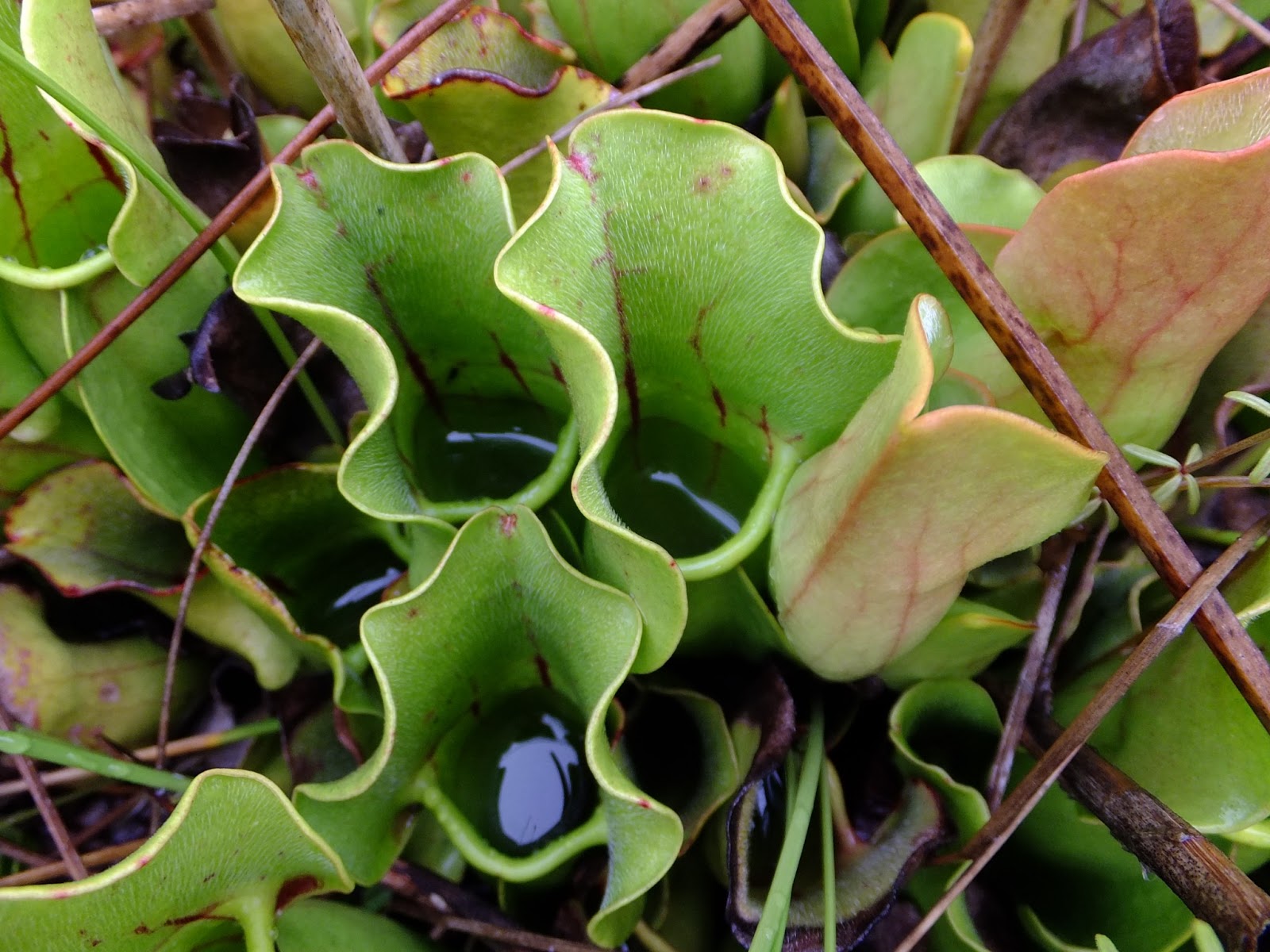 Plants Amaze Me: Michgan Fens, Michigan Wild Orchids
