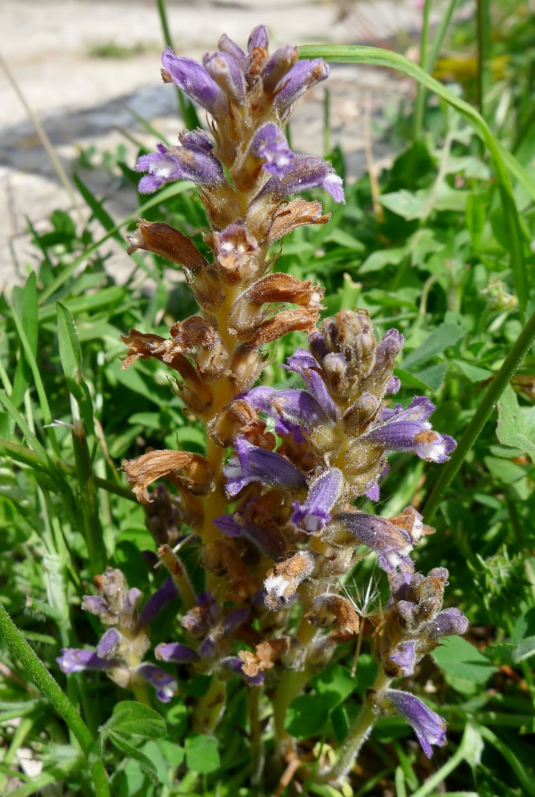 Variety of Life: Orobanche
