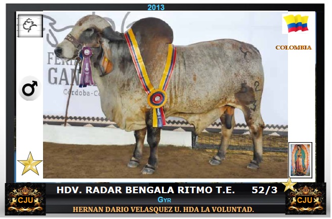 CEBÚ ♥ ♥ ♥ ZEBÚ♔♕♖♗♘ LA PASIÓN POR EL #CEBÚ #ZEBU: HDV. RADAR BENGALA ...