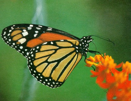 Enroque de ciencia: De nuevo en el mundo de las mariposas (I)