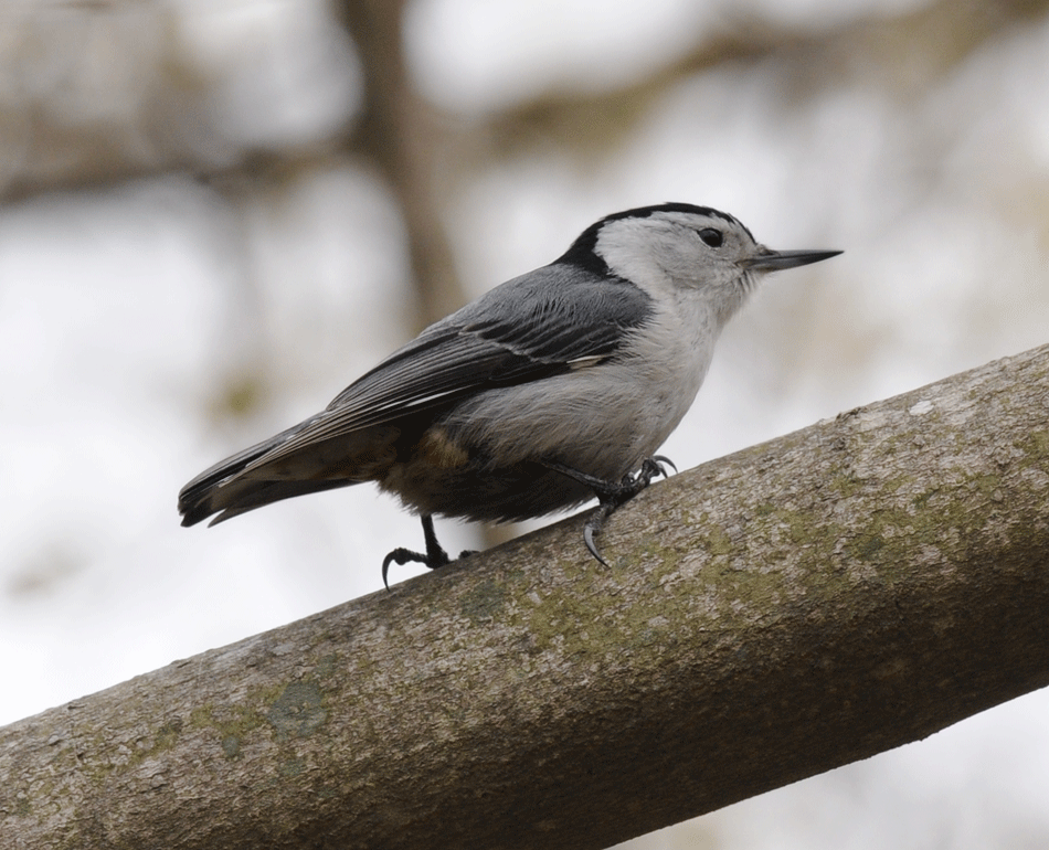 ZOOTHERA BIRDING BLOG: Rondeau Rocks!