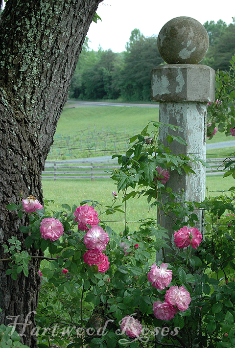 Hartwood Roses: My First Rose Rustle of the Year