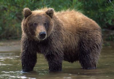 SalvadoraEli: ODA AL OSO GRIZZLY