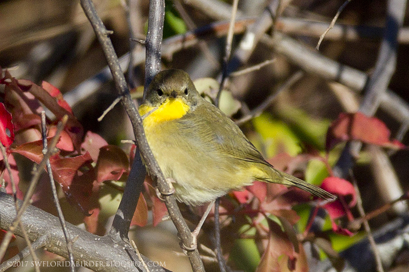 Feature: Stratford Point, Connecticut | Focusing on Wildlife