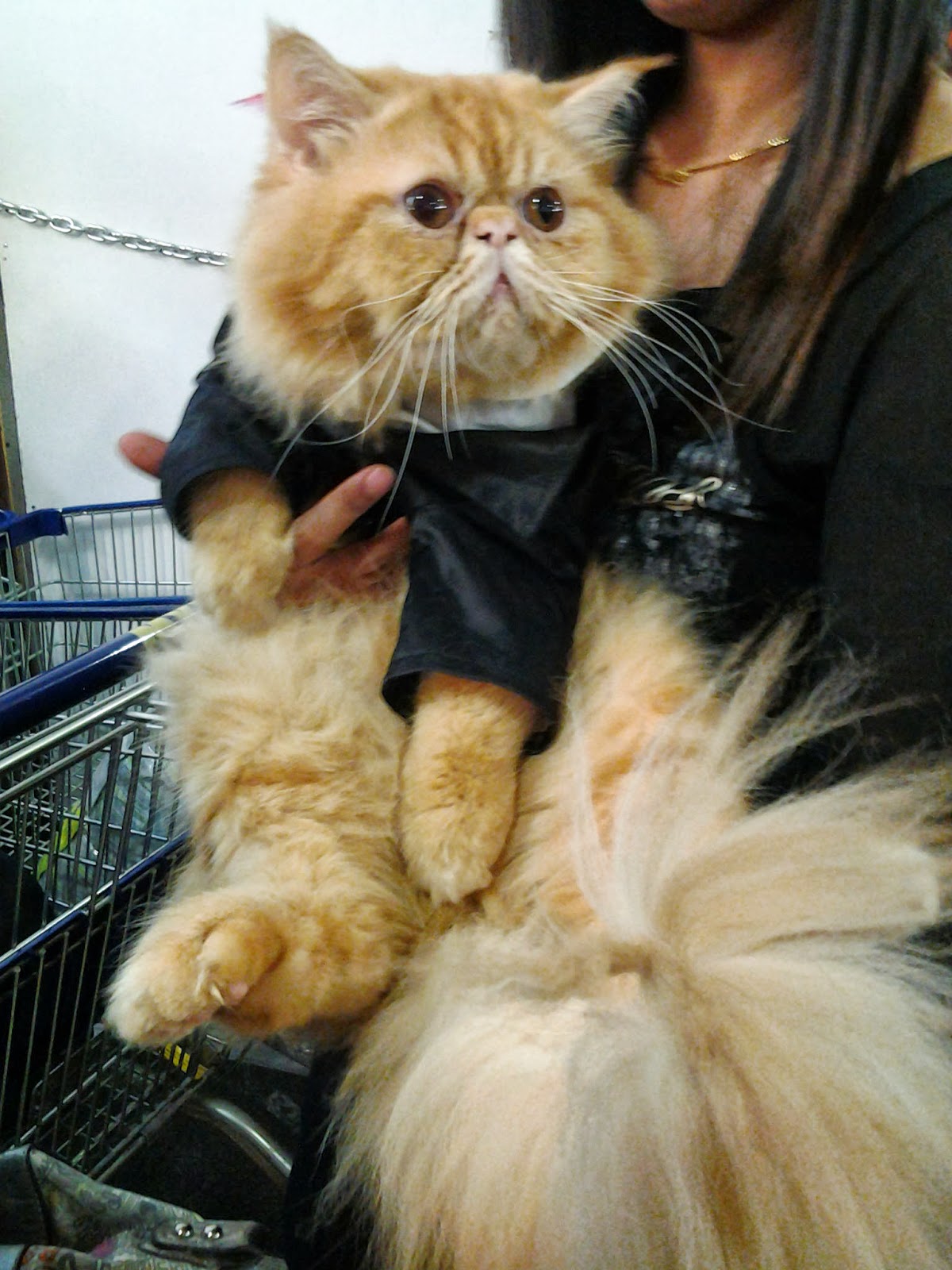 WARNA NOSTALGIA: Pameran Kucing Cantik