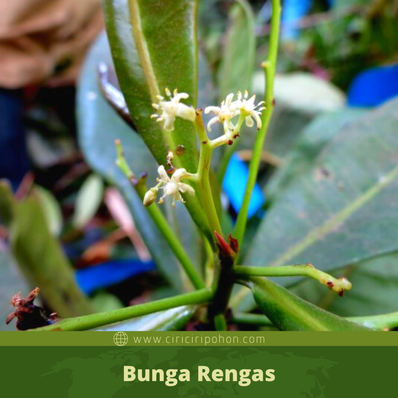 Ciri Ciri Pohon Rengas (Gluta) Di Alam Liar - Ciriciripohon.com