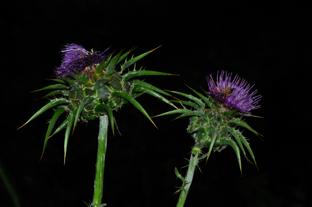 Desde Alájar: Cardo mariano
