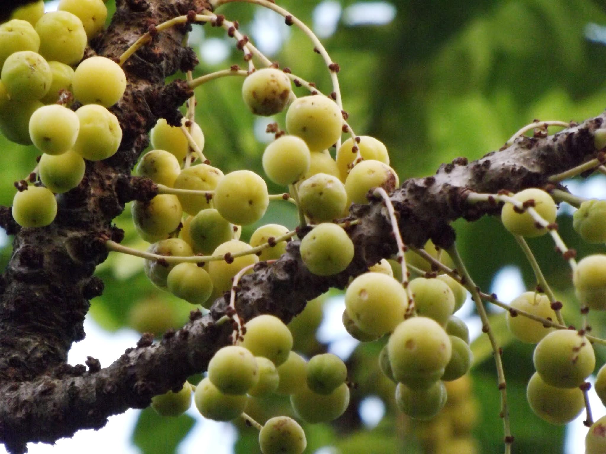 Orboroi or Star gooseberry, Phyllanthus acidus