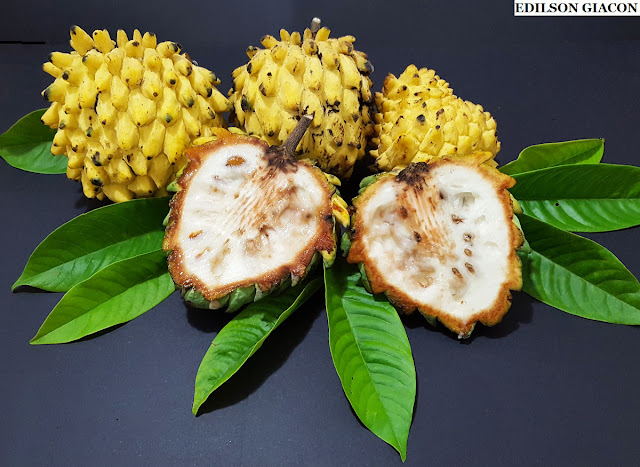 Viveiro Ciprest - Plantas Nativas e Exóticas: Fruta do Conde ou Beribá ...