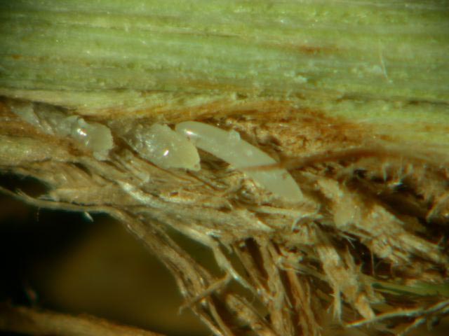 Virginia Fruit Insect Updates: Periodical cicada coming!