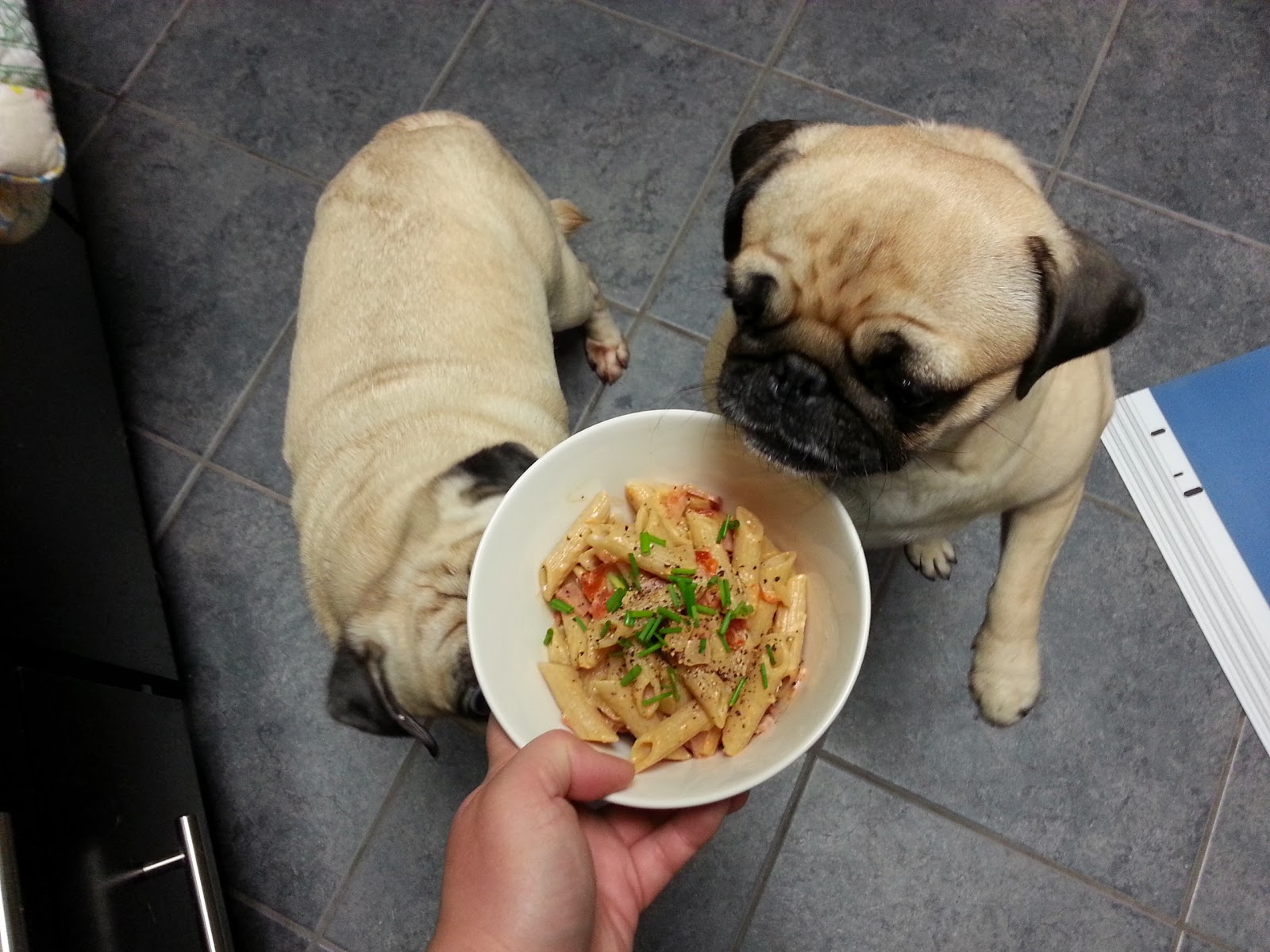 Grubbin' Pugs: Sun-dried Tomatoes, Bacon, and Goat Cheese Pasta