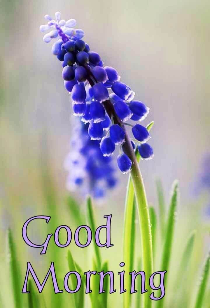 Best 444+ Good Morning Images Free Download For WhatsApp HD Download ...