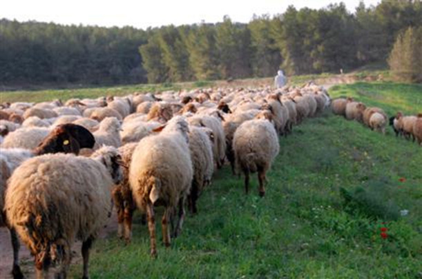 Land of Israel: List of Forests in Israel