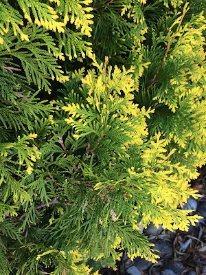 Trees of Santa Cruz County: Thuja occidentalis 'Yellow Ribbon' - Yellow ...
