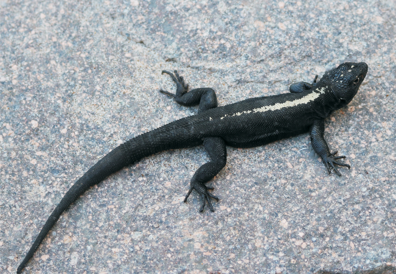 Species New to Science: [Herpetology • 2021] Liolaemus galactostictos ...