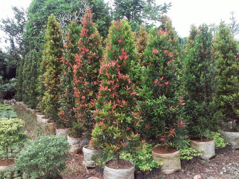 POHON / TANAMAN PUCUK MERAH