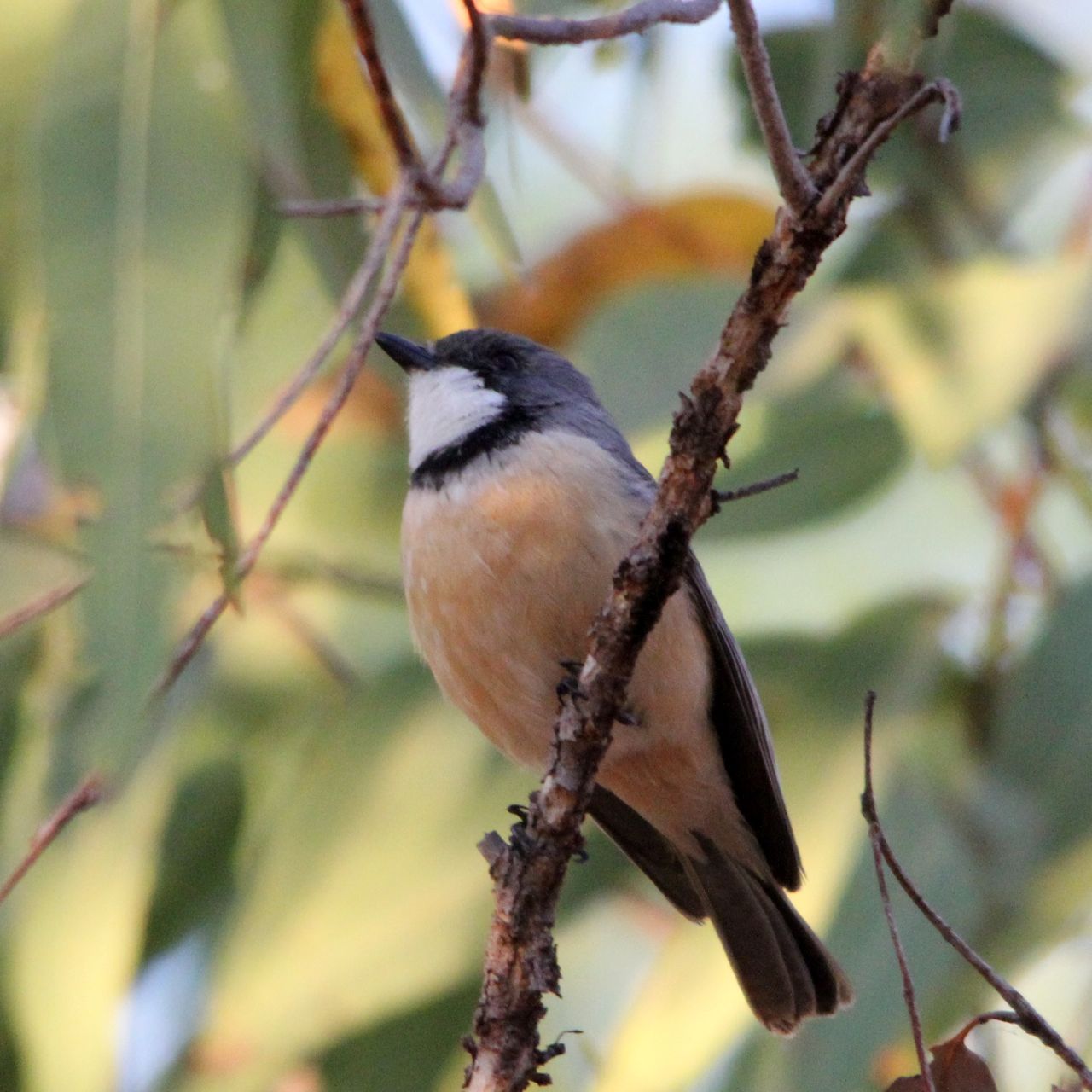Pete's Flap Birding Aus: Mataranka birds