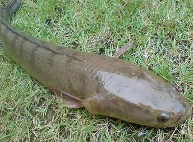 MENGENAL IKAN GABUS (Ophiocephalus striatus) - Kelapkeliplampune