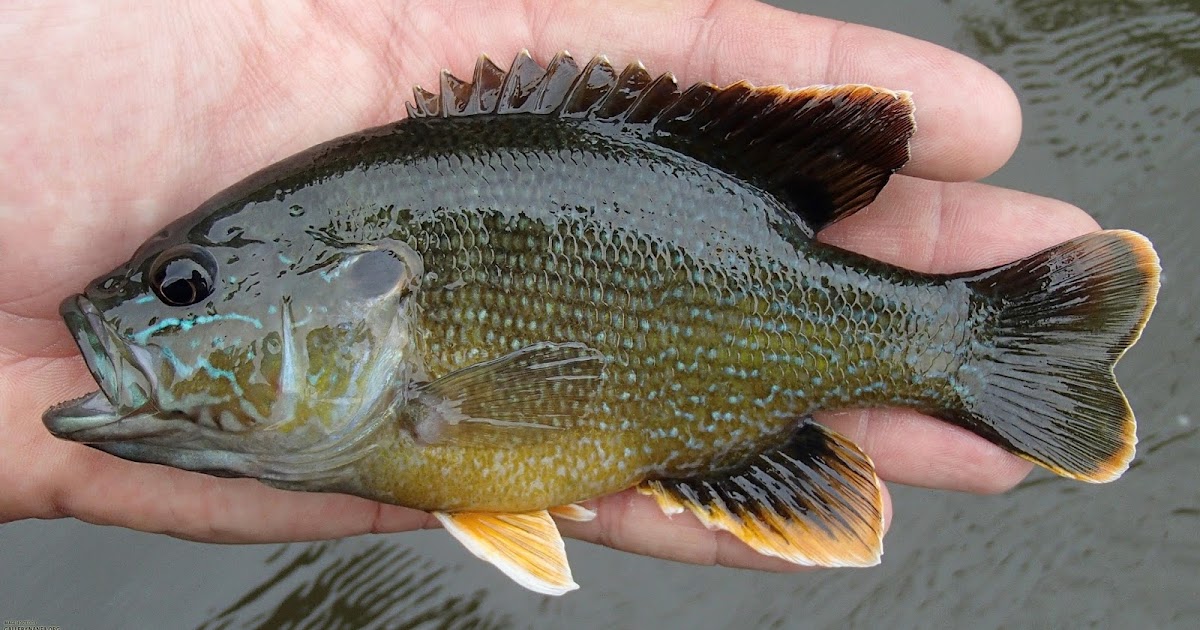 Virginia Tech Ichthyology Class : Green Sunfish Is One Tough Sparring ...