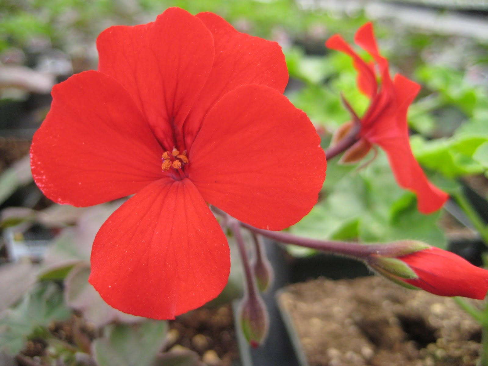 The Tattooed Gardener: The Geranium (Pelargoniums)