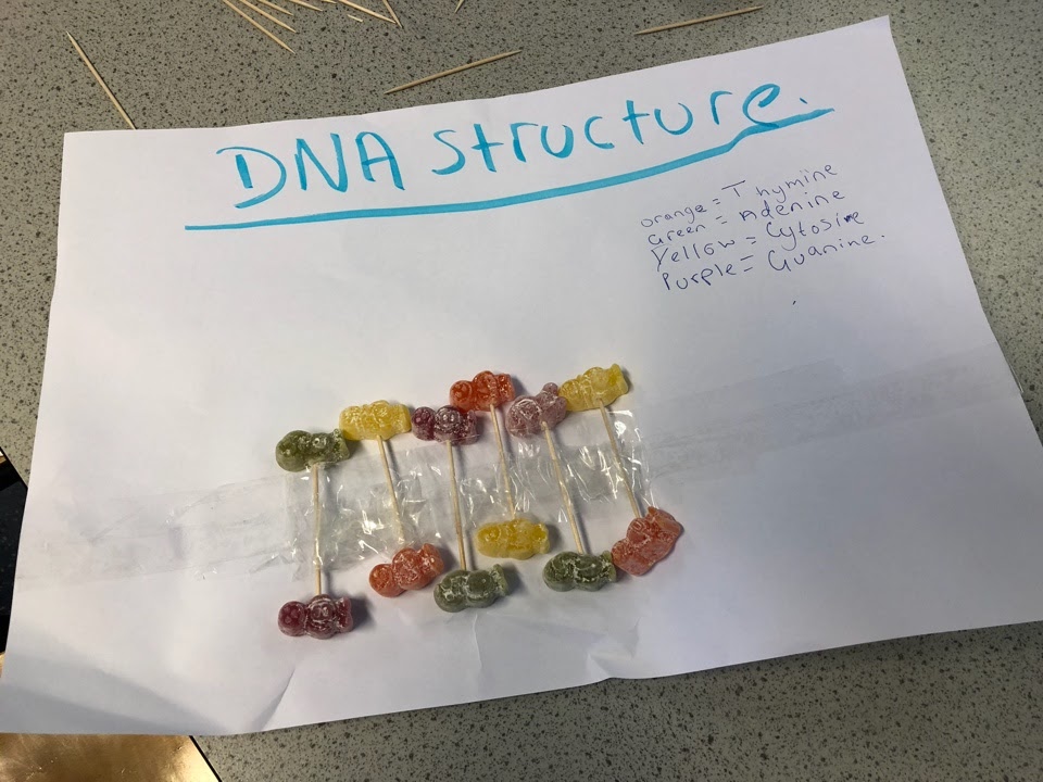 Making DNA structures using Jelly Babies