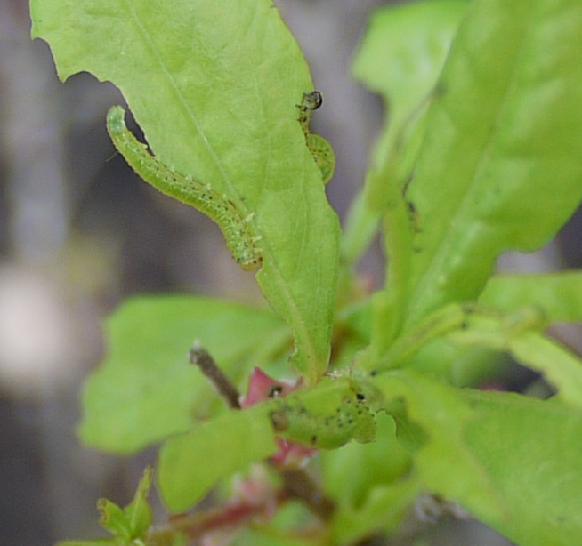 Eklund Native Species Garden: Swamp Azalea Pest Revealed
