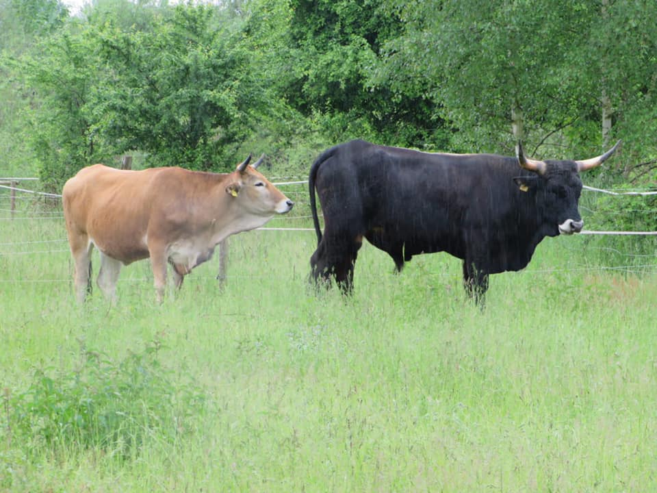 The Breeding-back Blog: New photos of Auerrind bulls