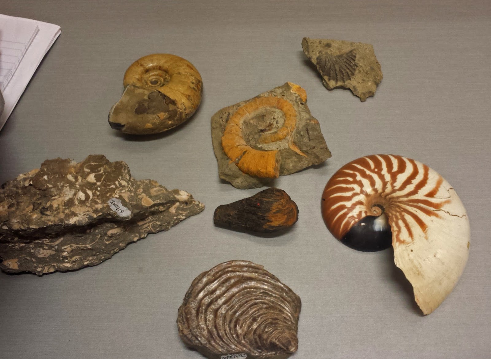 Fossils: Xy Fossils