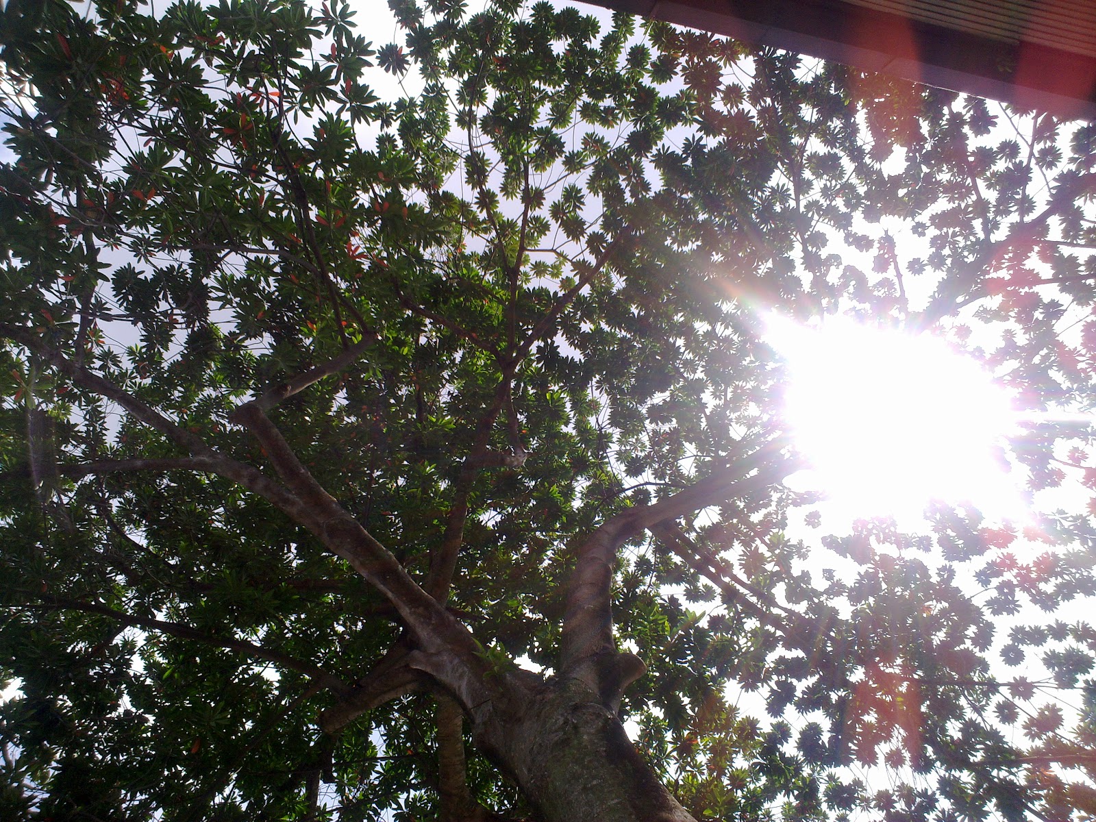 All Rounder-Exploring: The Sacred Rudraksha Tree in Kuala Lumpur