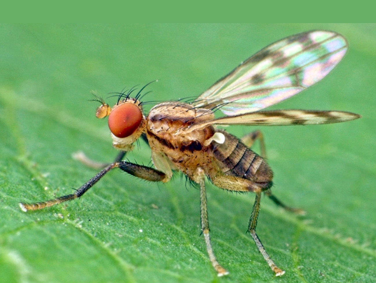 Species New to Science: [Entomology • 2020] Biology, Immature Stages ...
