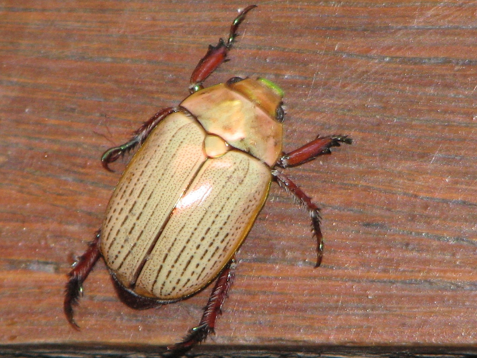 Bush Bernie's Blog: Wildlife On Wednesday ... Stick Insects.