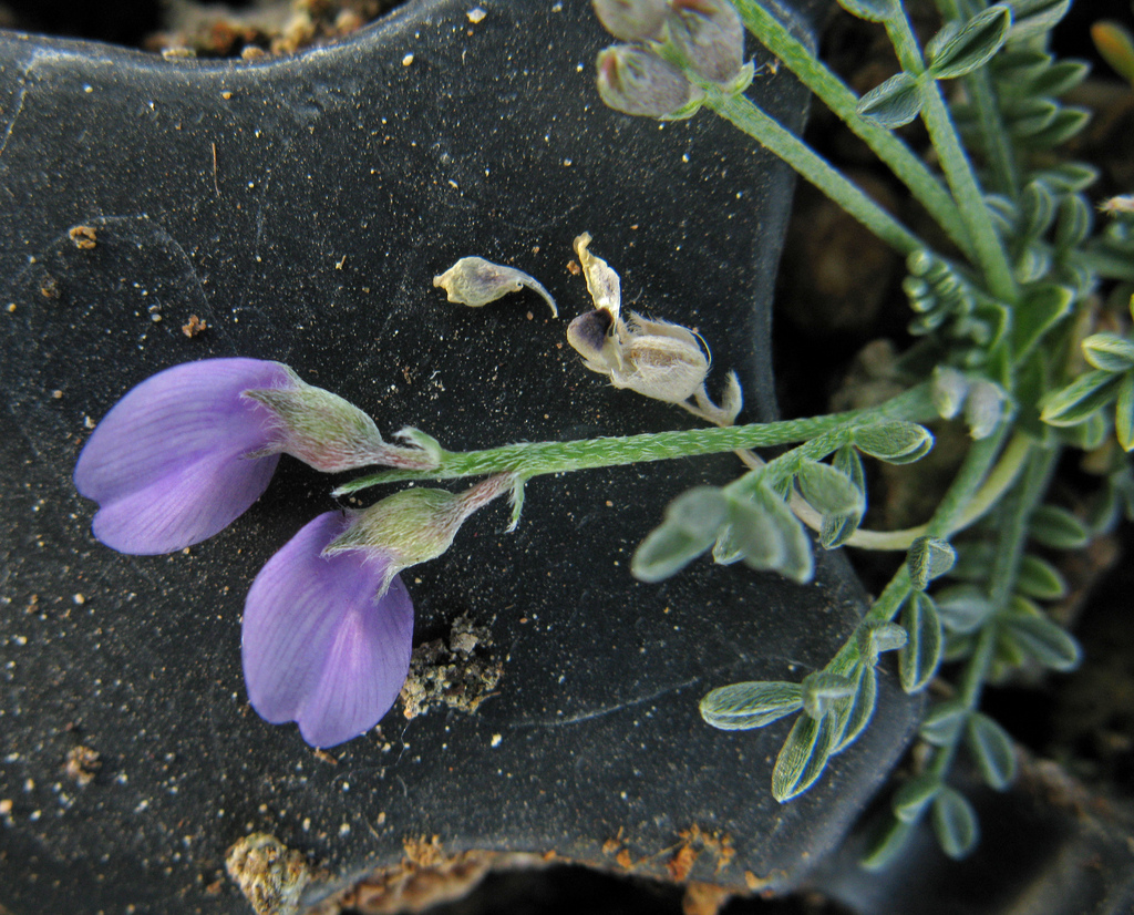 I Love New Mexico: 그랜드 캐니언(Grand Canyon) #2