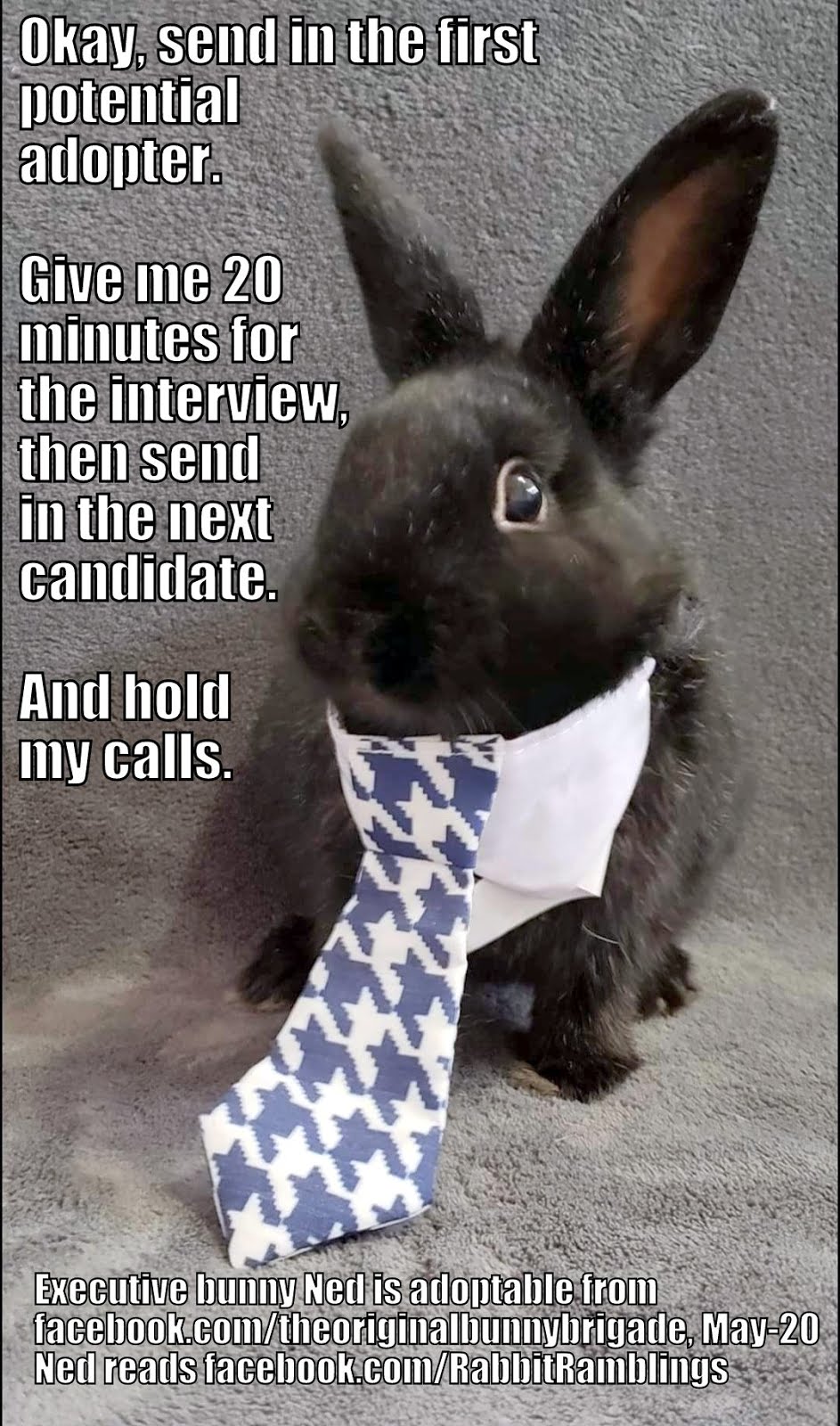 Rabbit Ramblings: Funny Bunny Monday Meme*day