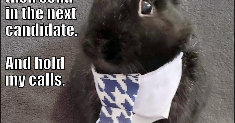 Rabbit Ramblings: Funny Bunny Monday Meme*day