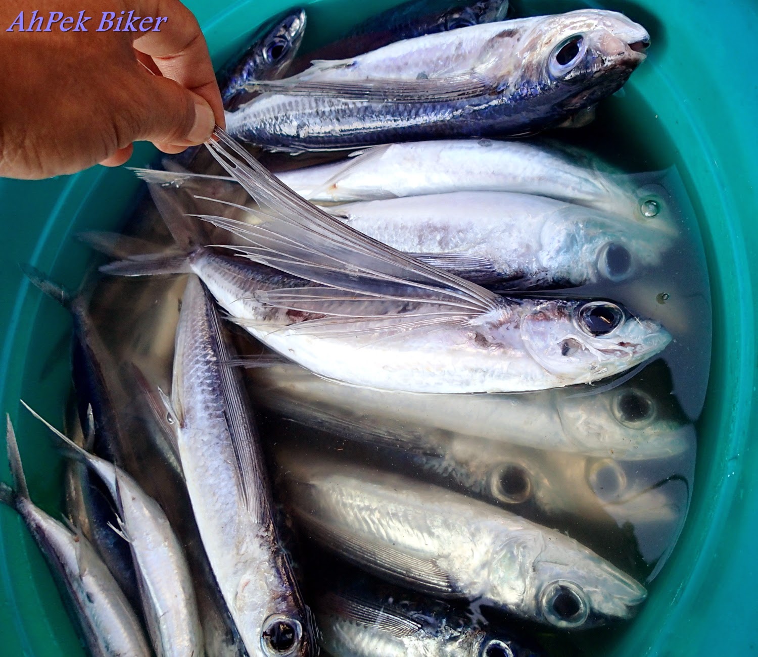 Footsteps - Jotaro's Travels: Philippines 2015 Beautiful Batanes