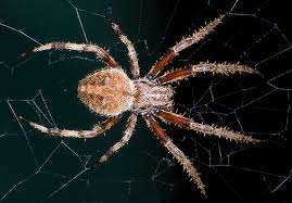 The Barn Spider | Fun Animals Wiki, Videos, Pictures, Stories